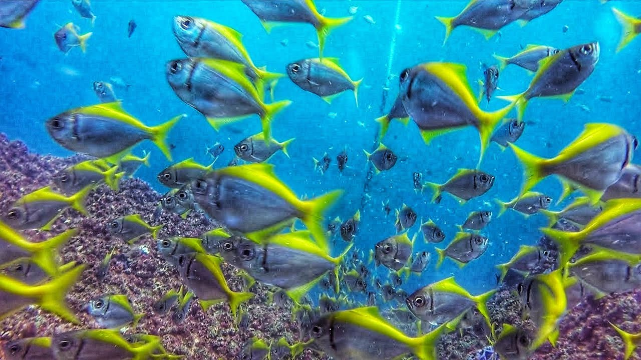 FISH ROCK CAVE SCUBA DIVING (SOUTH WEST ROCKS) | APRIL 2016 - YouTube