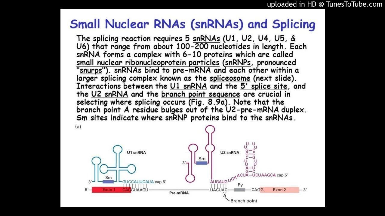 The life of U6 small nuclear RNA - YouTube