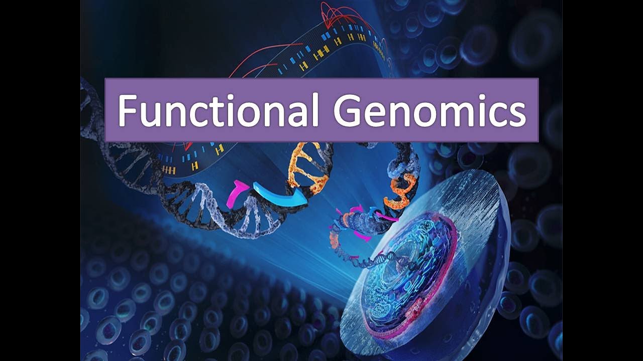 Functional Genomics - YouTube