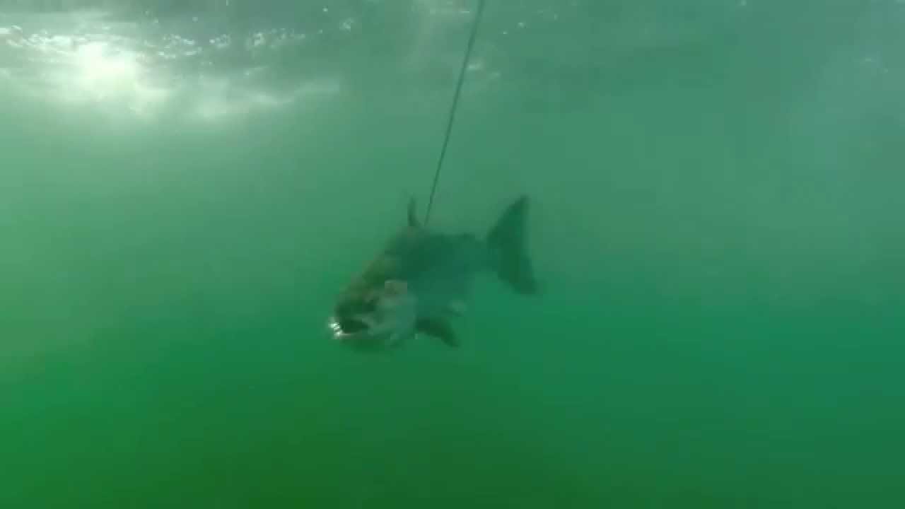 Salmon Trolling (Using TrollPro) - YouTube