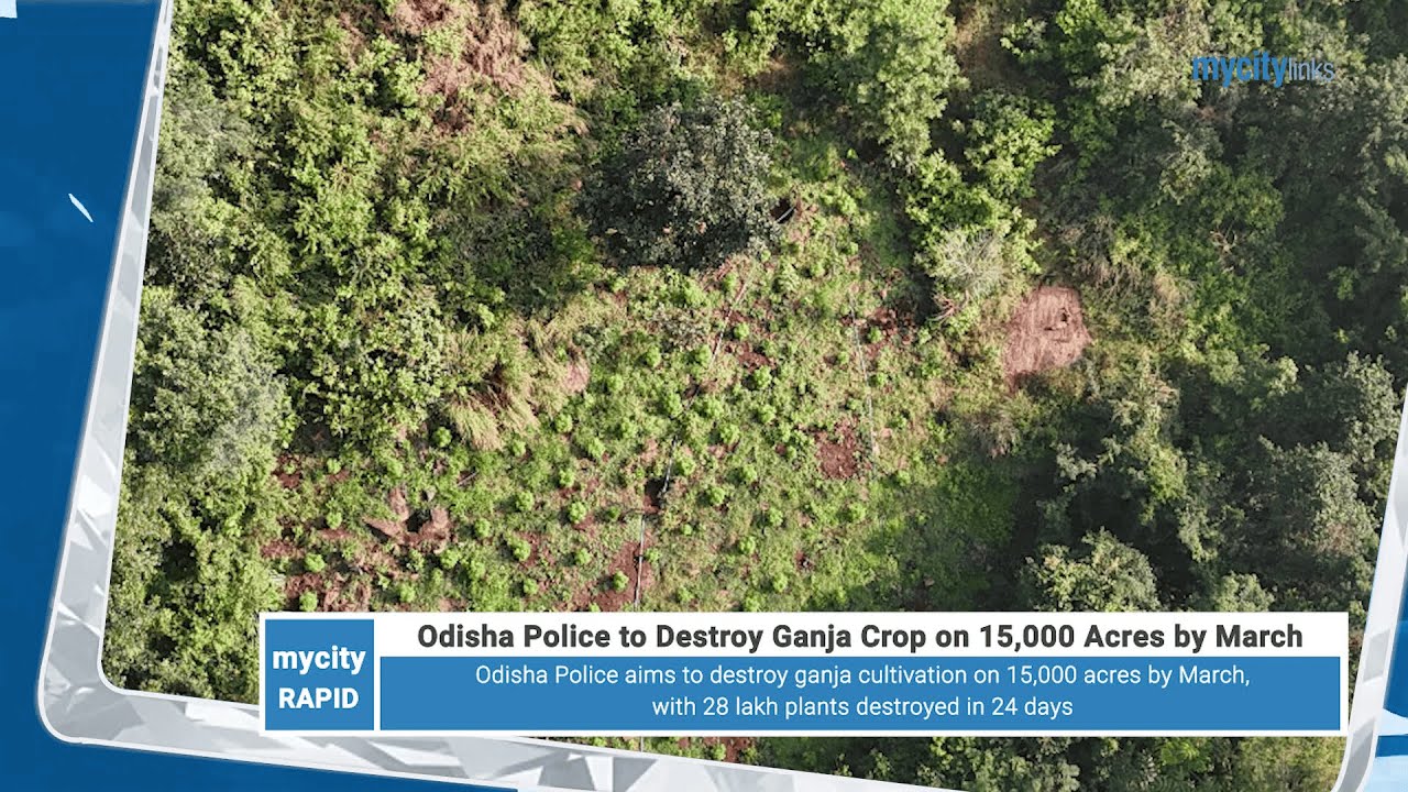 Odisha Police to Destroy 15,000 Acres of Ganja Crop by March | News ...