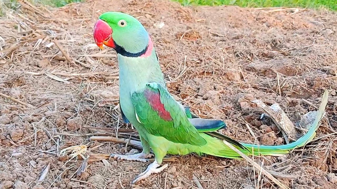 Parrot Mithu And Ringneck Parrot Natural - YouTube