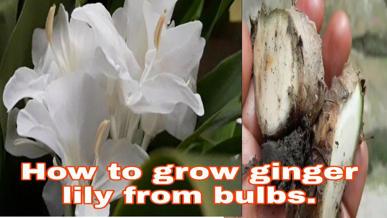 How to grow Ginger lily from bulbs. /How to care Ginger lily. - YouTube