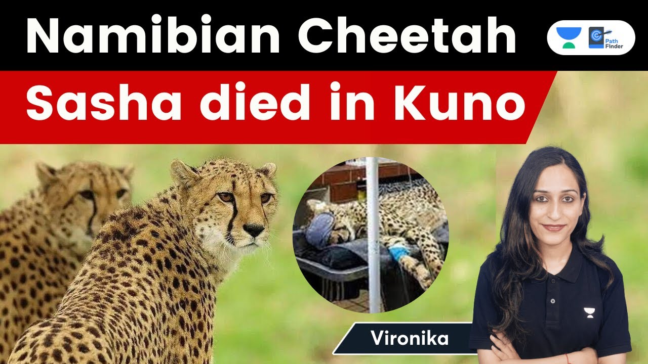 Namibian Cheetah Sasha Died in Kuno | Explained by Vironika - YouTube