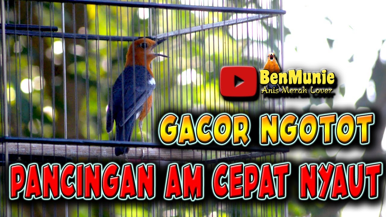 ANIS MERAH GACOR NGOTOT BIKIN ANIS MERAH LAIN LANGSUNG IKUT BUNYI - YouTube