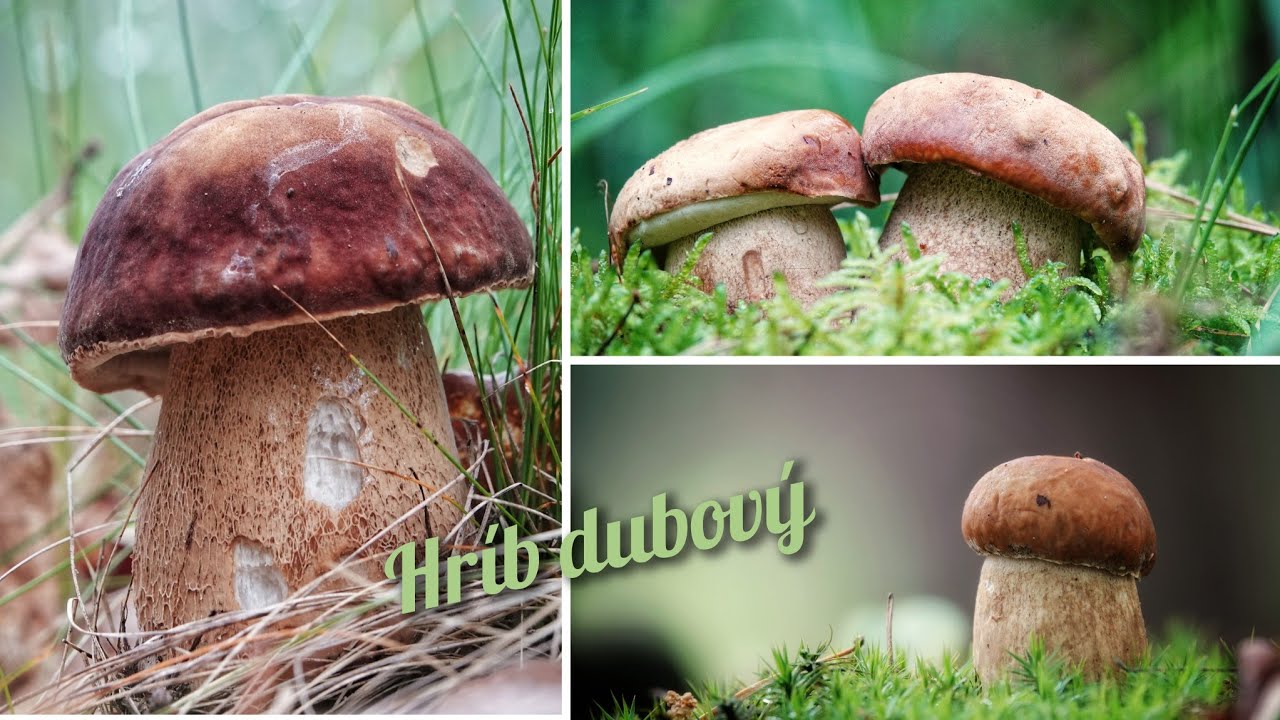 HUBY HRÍBY 2023 - HRÍB DUBOVÝ a podarilo sa nájsť aj kuriatka ...