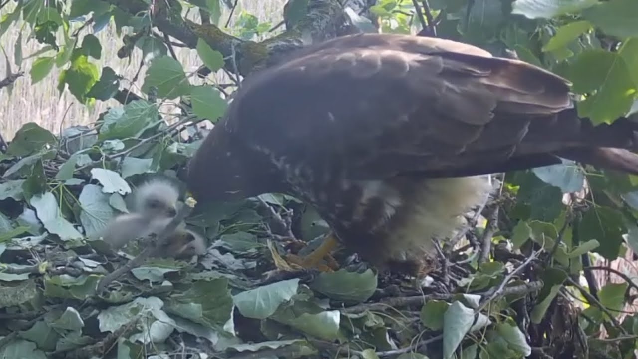 Common Buzzards (Tiszalök, Hungary) | Mom feeding breakfast to two baby buzzards | May 6, 2024 ...