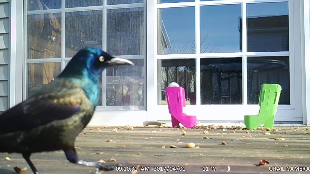 Purple Grackle Puffed Up and Screechy - YouTube