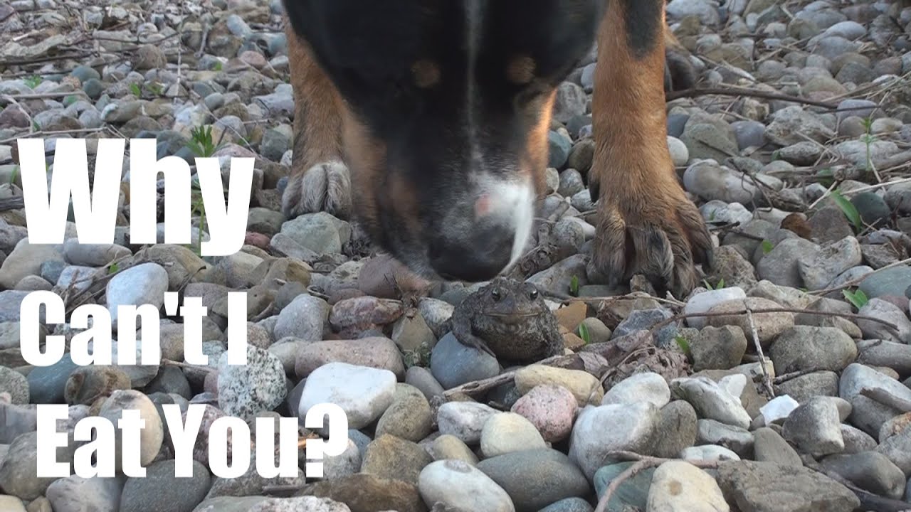 Dog tries to eat toad. It makes him drool. - YouTube