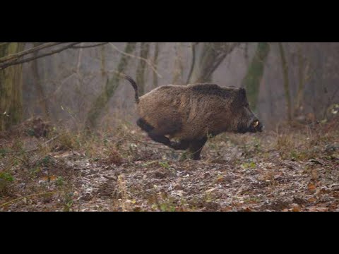 King's Game — Driven Wild Boar - YouTube