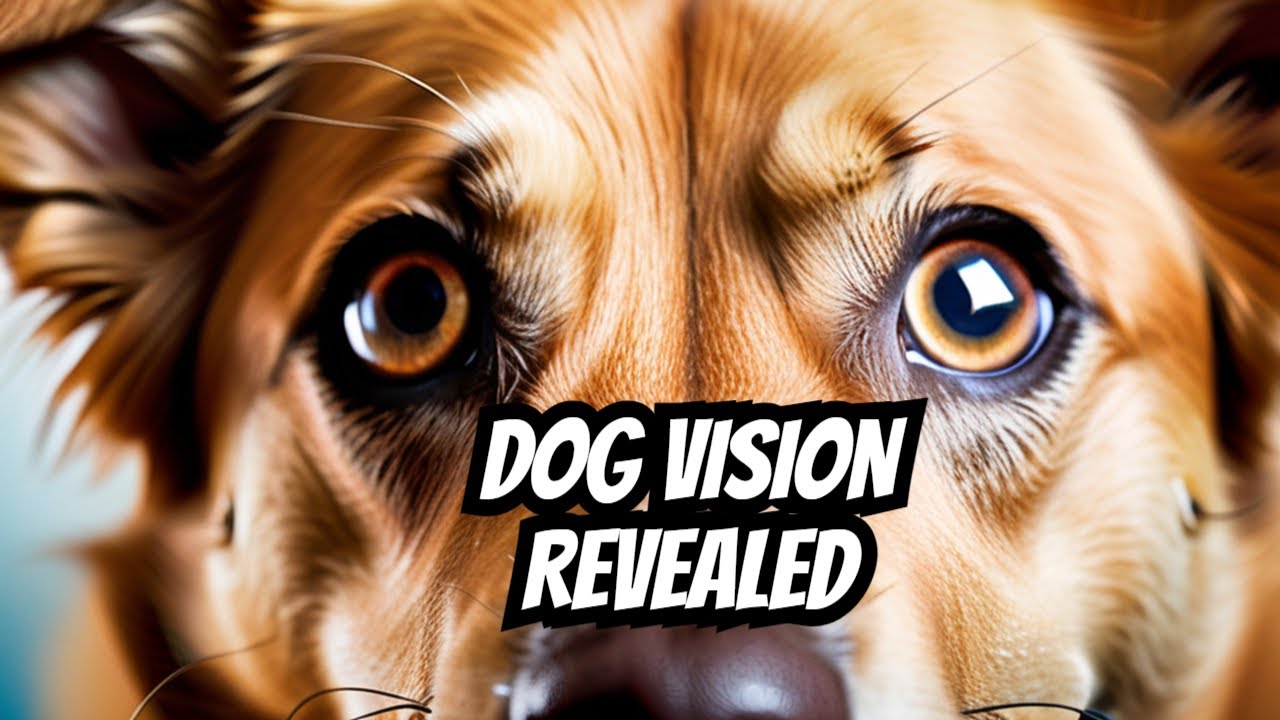 Dog Vision Revealed - YouTube