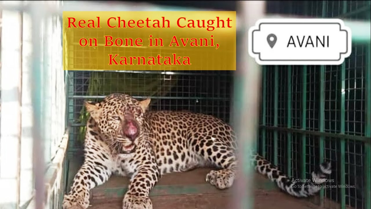 Real Cheetah Caught on Bone in Avani, Karnataka - YouTube