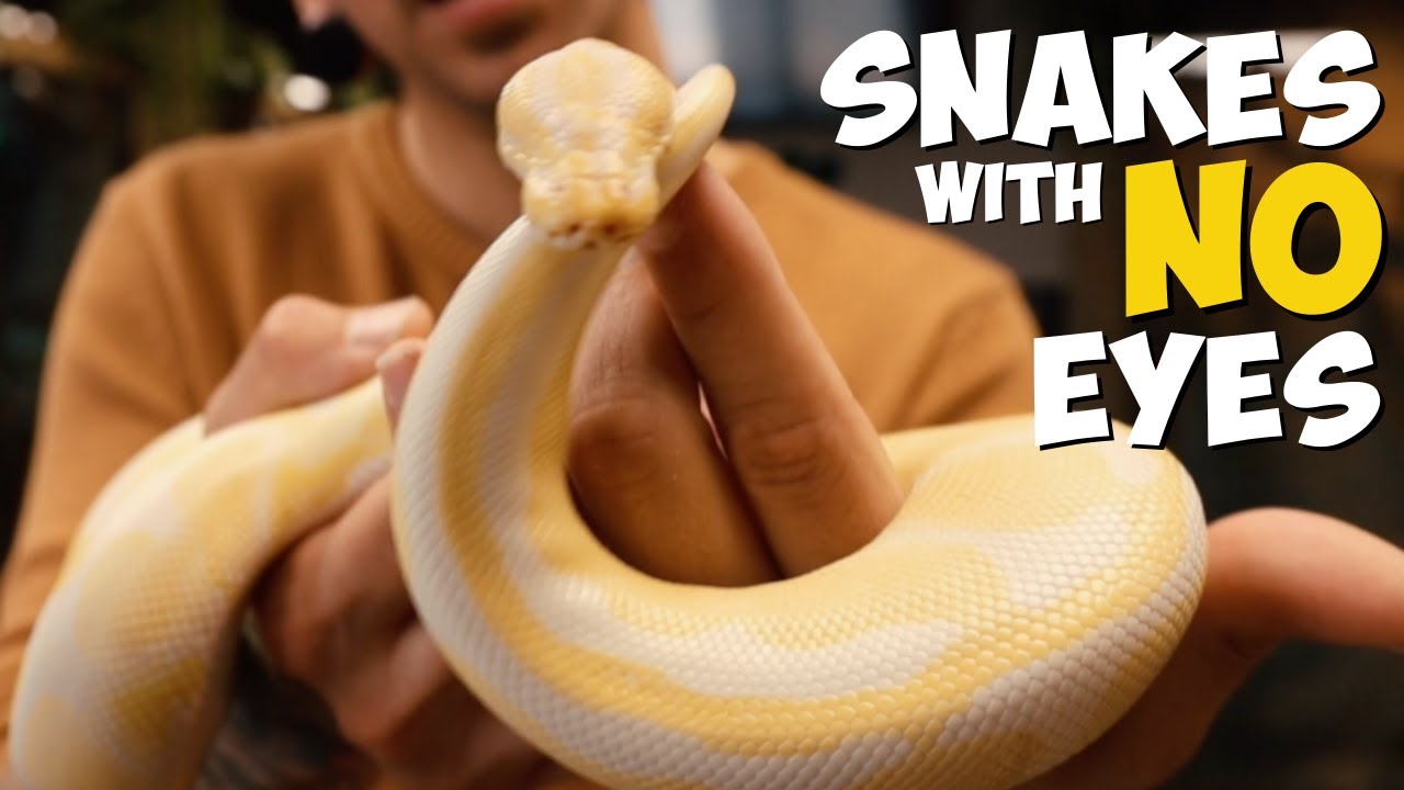 Reptarium Tour with Brian Barczyk - YouTube