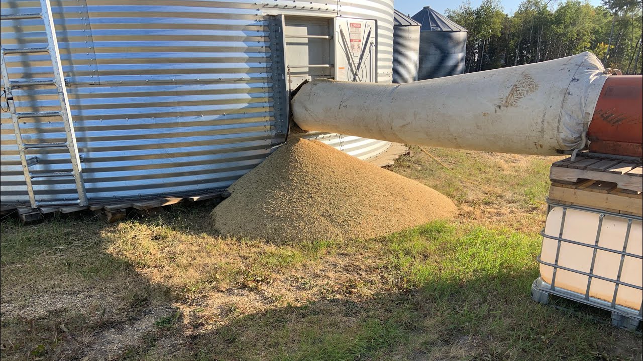 Drying some oats. Busy days - YouTube