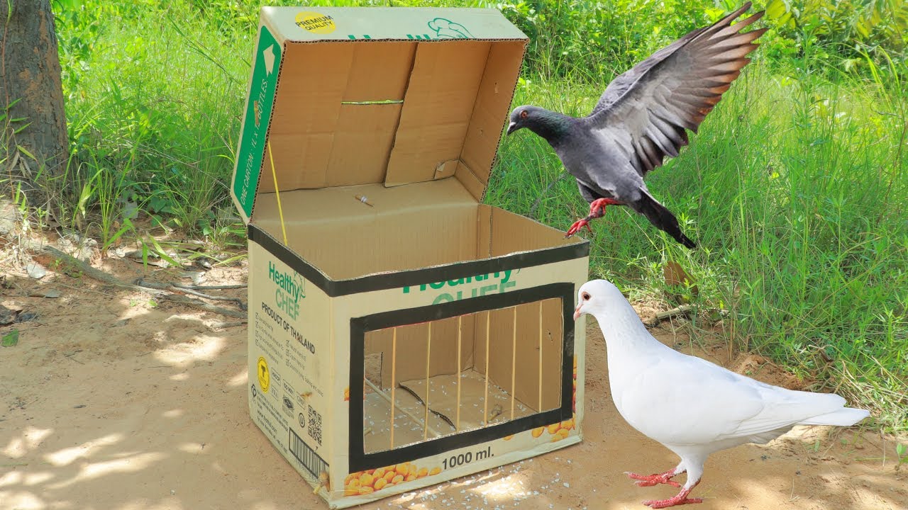 Create Quick Pigeon Trap And Effective - Pigeon Trap Using Cardboard ...