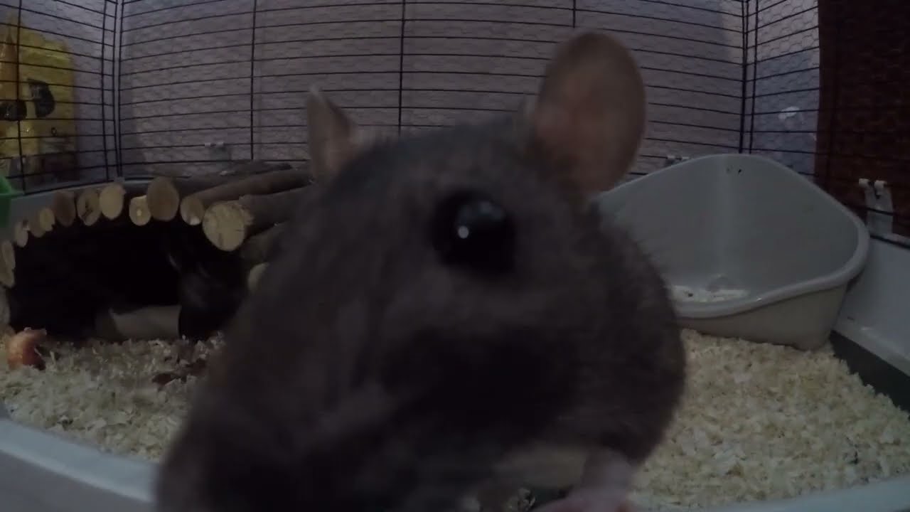 Funny Pet Rats Playing Relaxing Satisfying Video, For Cats, Kids - YouTube