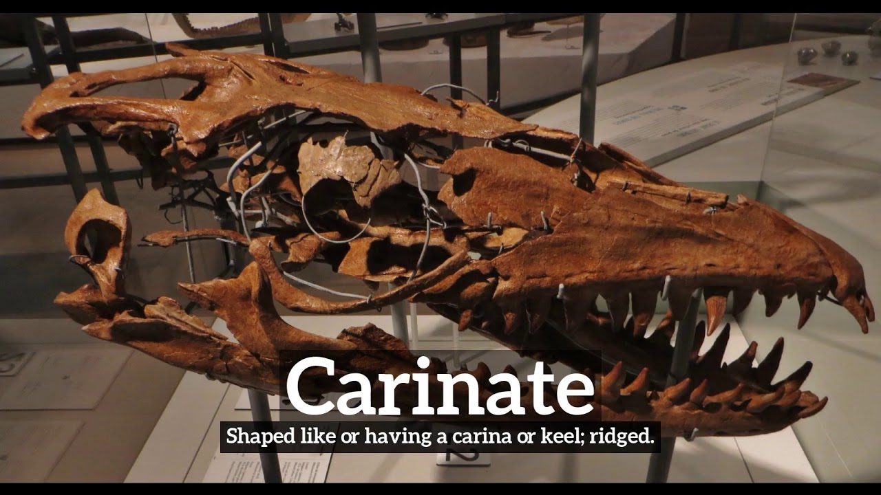 What is Carinate? | How Does Carinate Look? | How to Say Carinate in ...