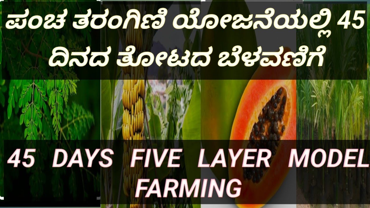 ಪಂಚ ತರಂಗಿಣಿ ಯೋಜನೆಯಲ್ಲಿ 45 ದಿನದ ತೋಟದ ಬೆಳವಣಿಗೆ // 45 DAYS FIVE LAYER ...