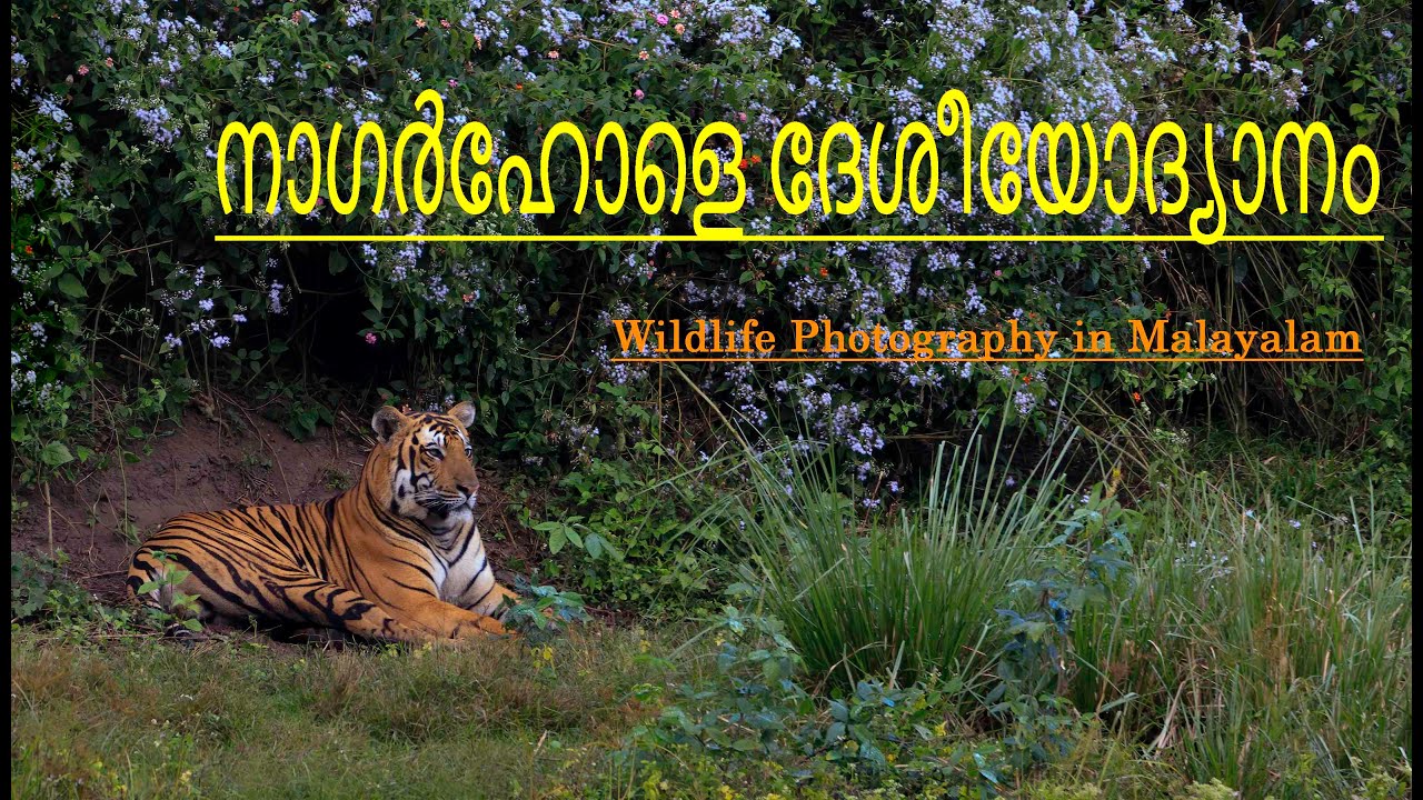 Nagarahole Tiger Reserve | Kabini Wildlife | Tiger | Wildlife ...