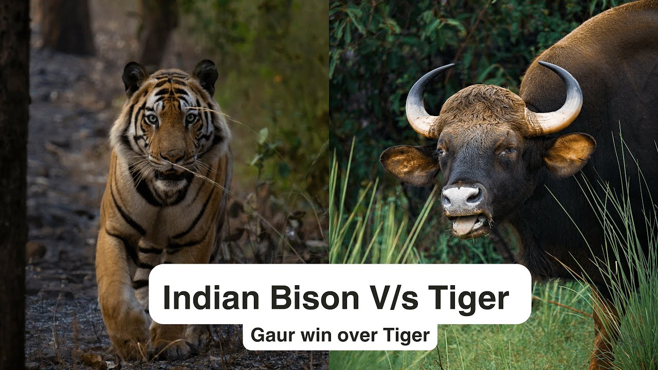 Indian Bison V/s Tiger | Gaur Triumphs over Tiger | Pugdundee Safaris # ...
