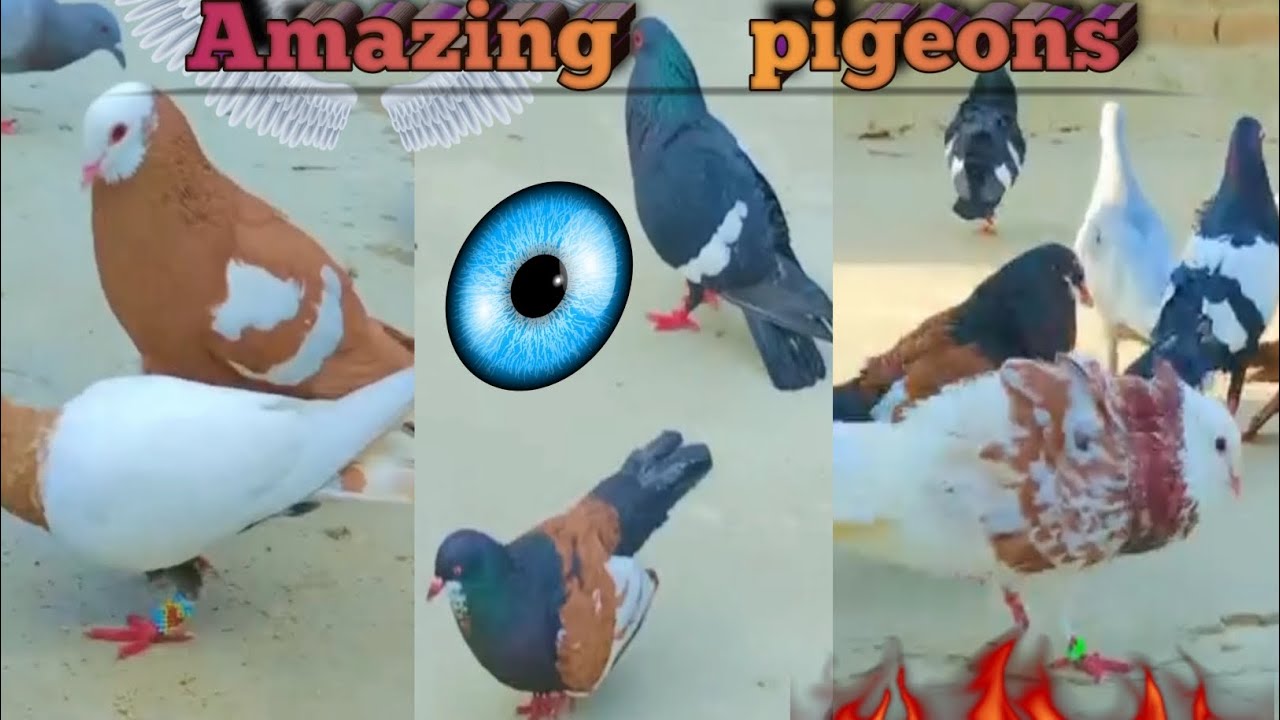 Gola Kubotar "Pigeon SuperStar"#viral #video - YouTube