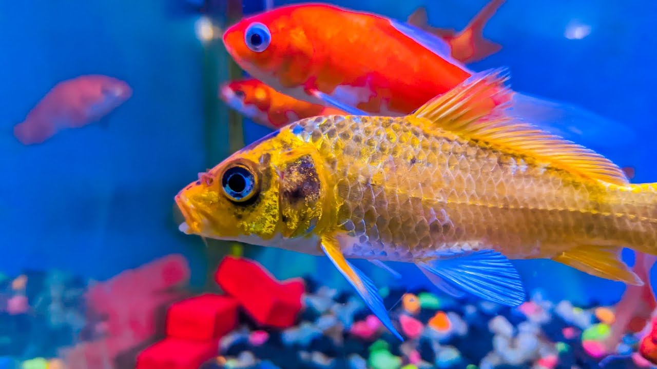 Beautiful Koi Carp Fish & comet Goldfish Aquarium - YouTube