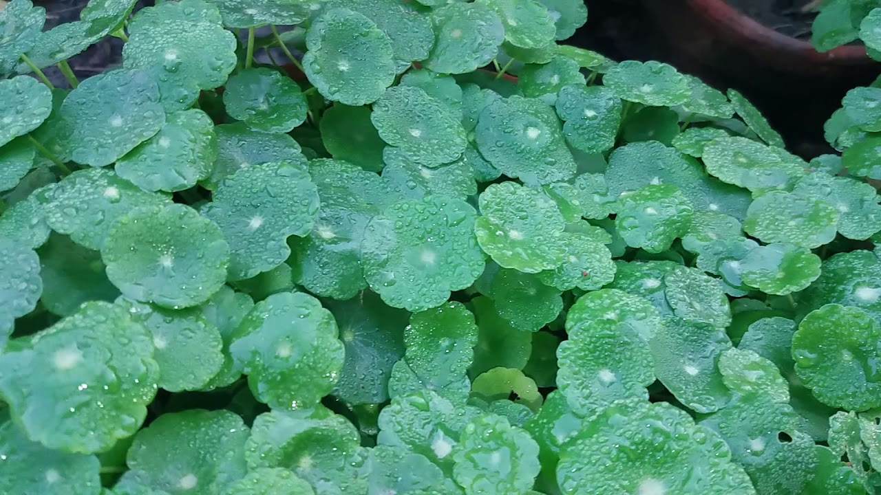 Most Beautiful Penyworrt Plant_Chanav Nursery Farm - YouTube