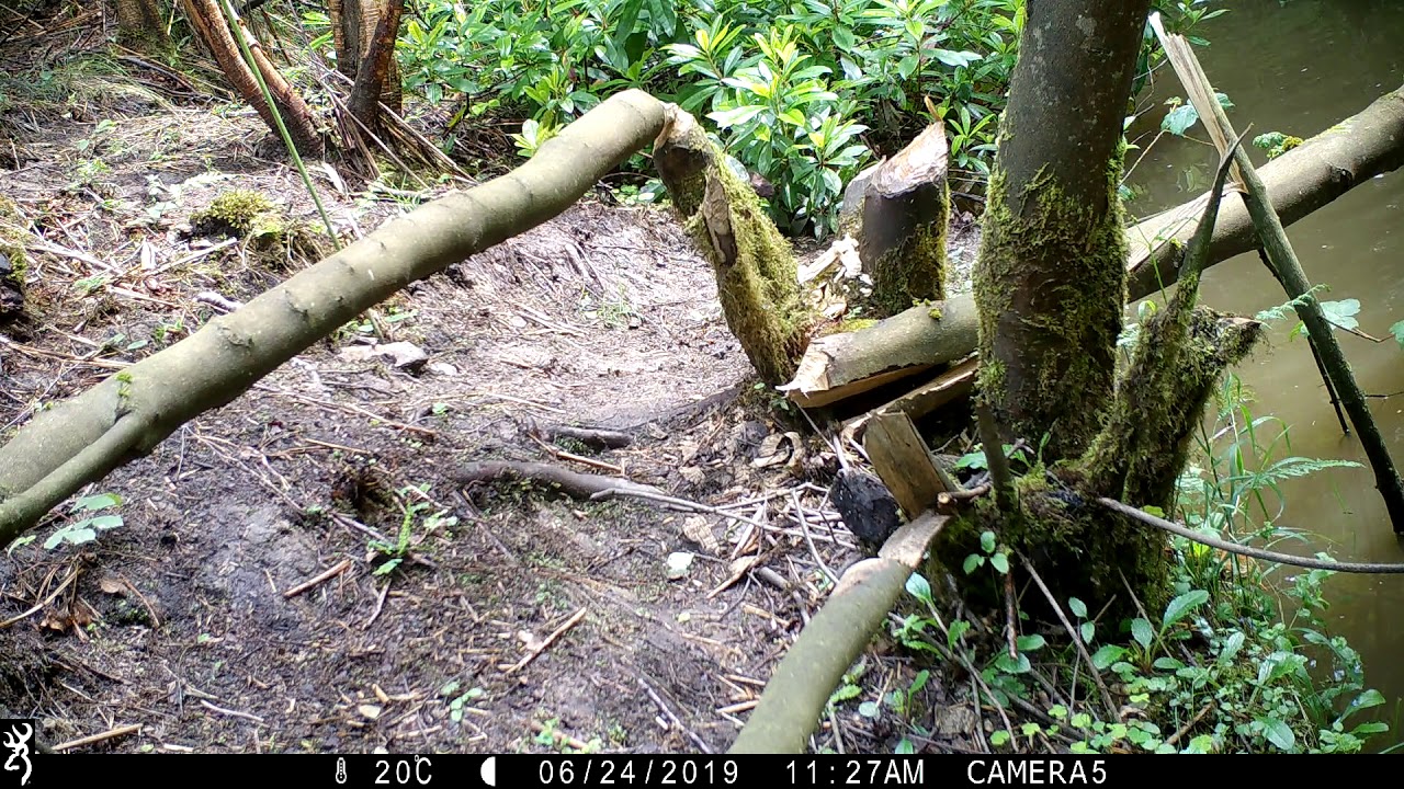 First baby beavers born in Yorkshire for over 300 years - YouTube
