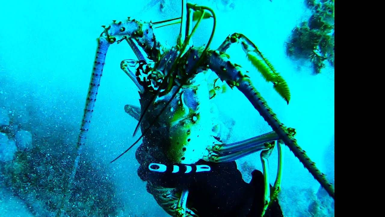 Florida Lobster Diving in 100 ft 2-19-2020 - YouTube