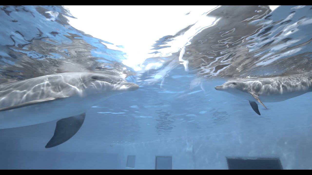 Rocket Science VFX Dolphin Tale 2 Reel - YouTube