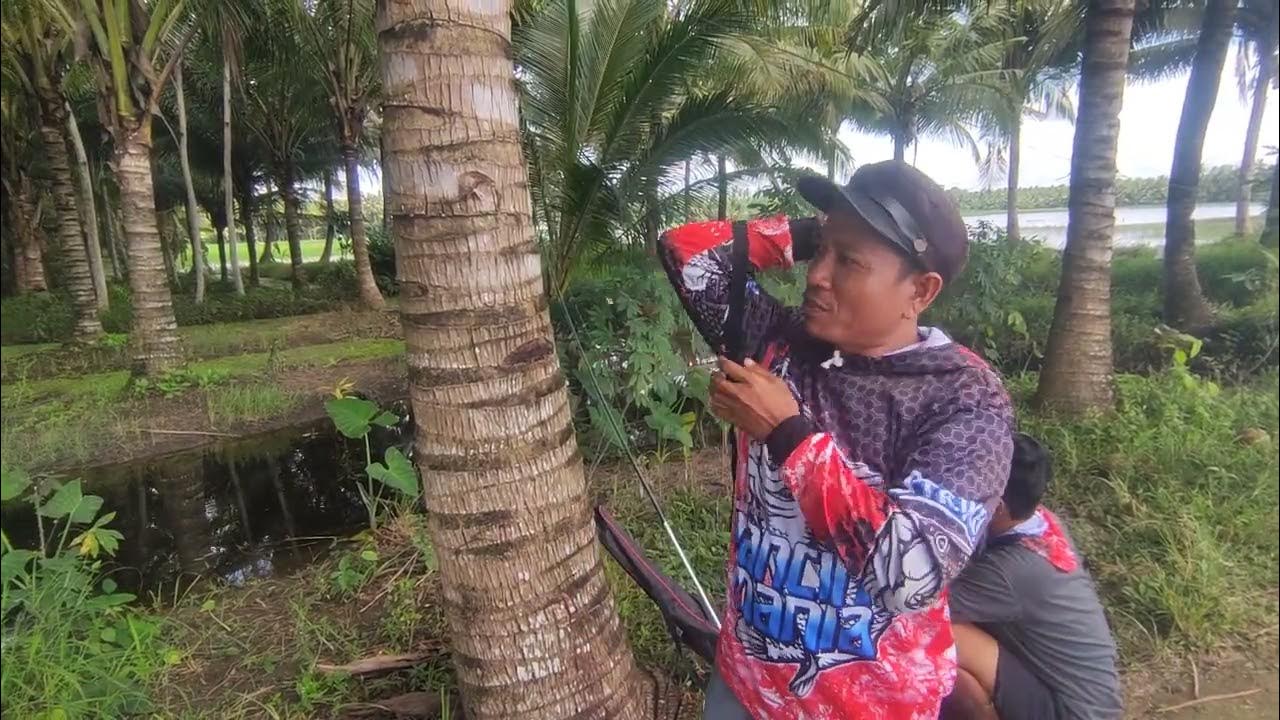 Borneo Island Spot Gabus Kalipucang - YouTube