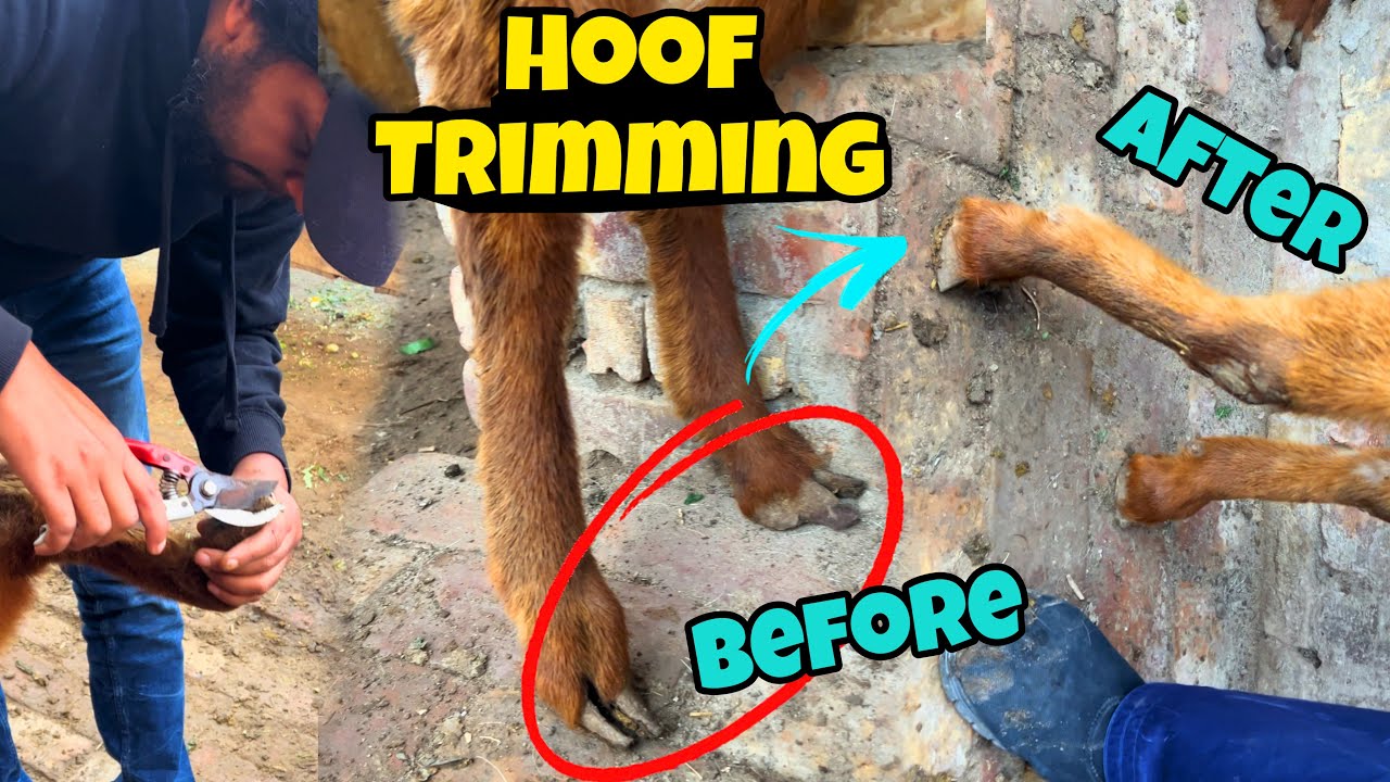 How to Cut Goats Hoofs ️ | Hoof Trimming Day at farm 😍 - YouTube