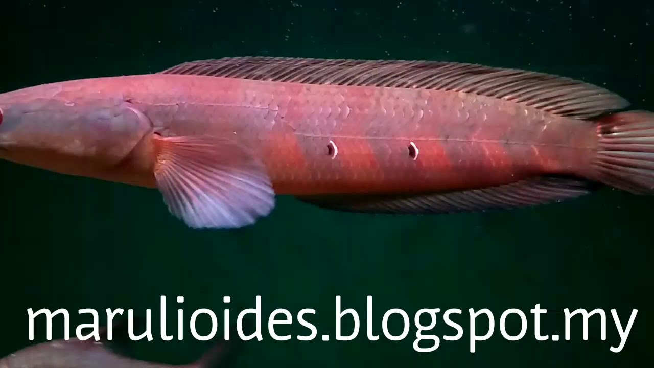 Toman Bunga sp. borneo - YouTube