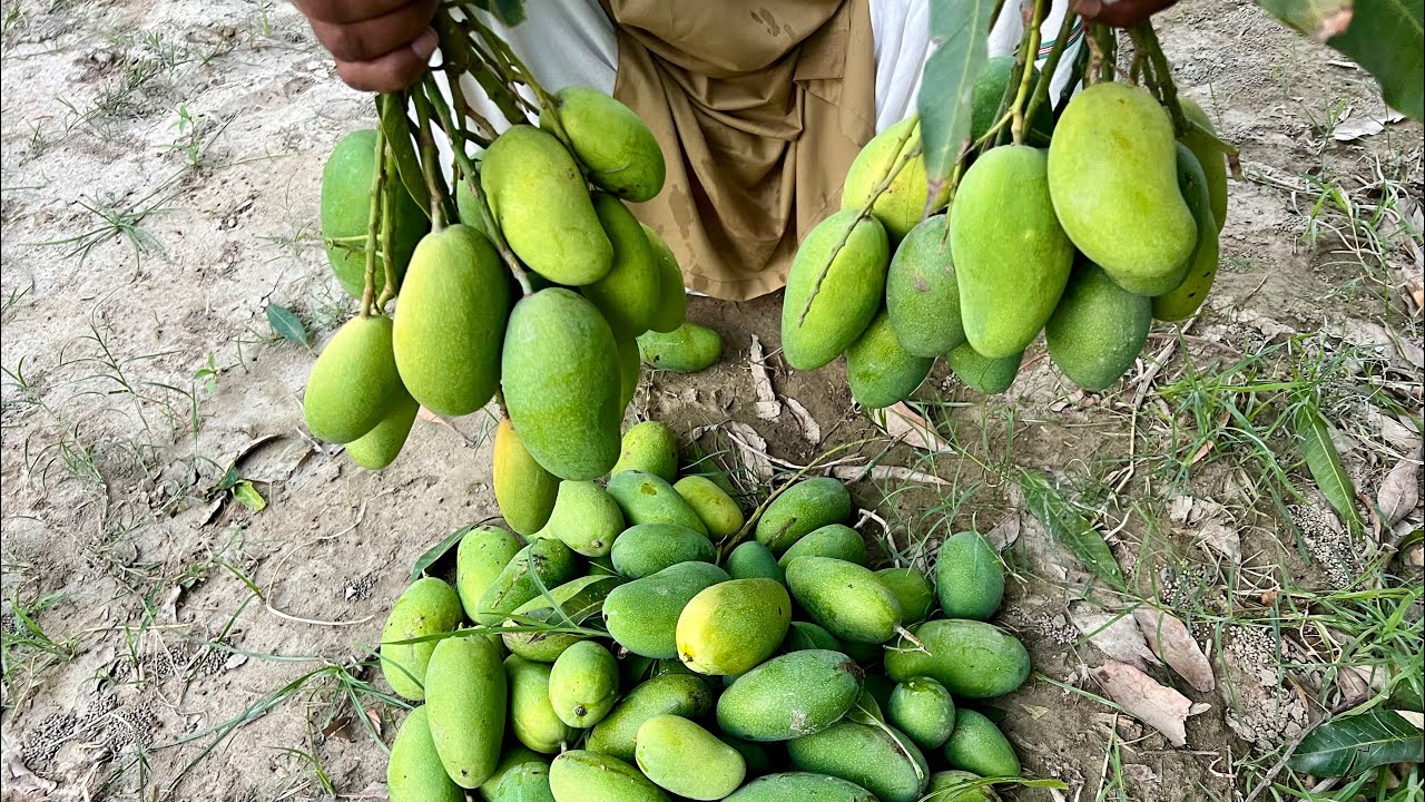 Harvesting mangoes From Tree Village life 🥭 - YouTube