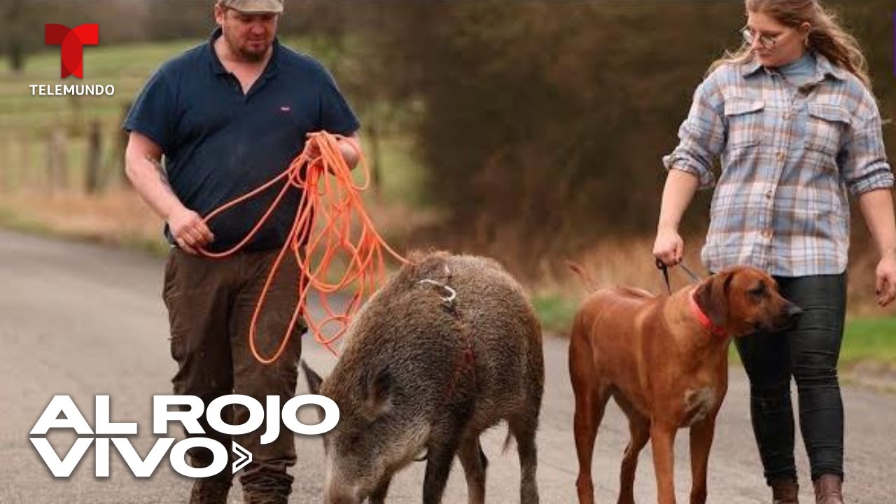 Jabalí se convirtió en la mascota de una pareja que lo rescató en ...