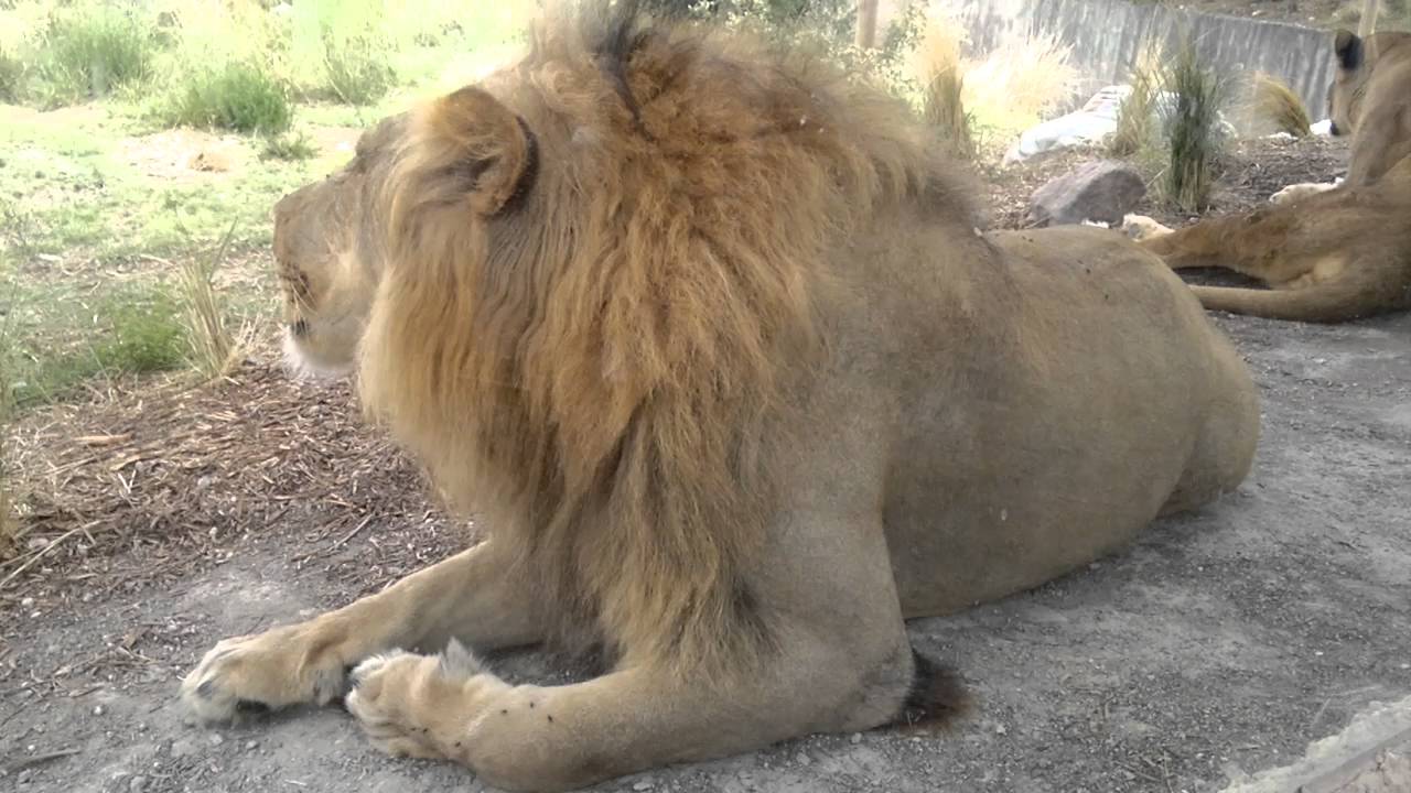 Rey LEÓN llorando - YouTube