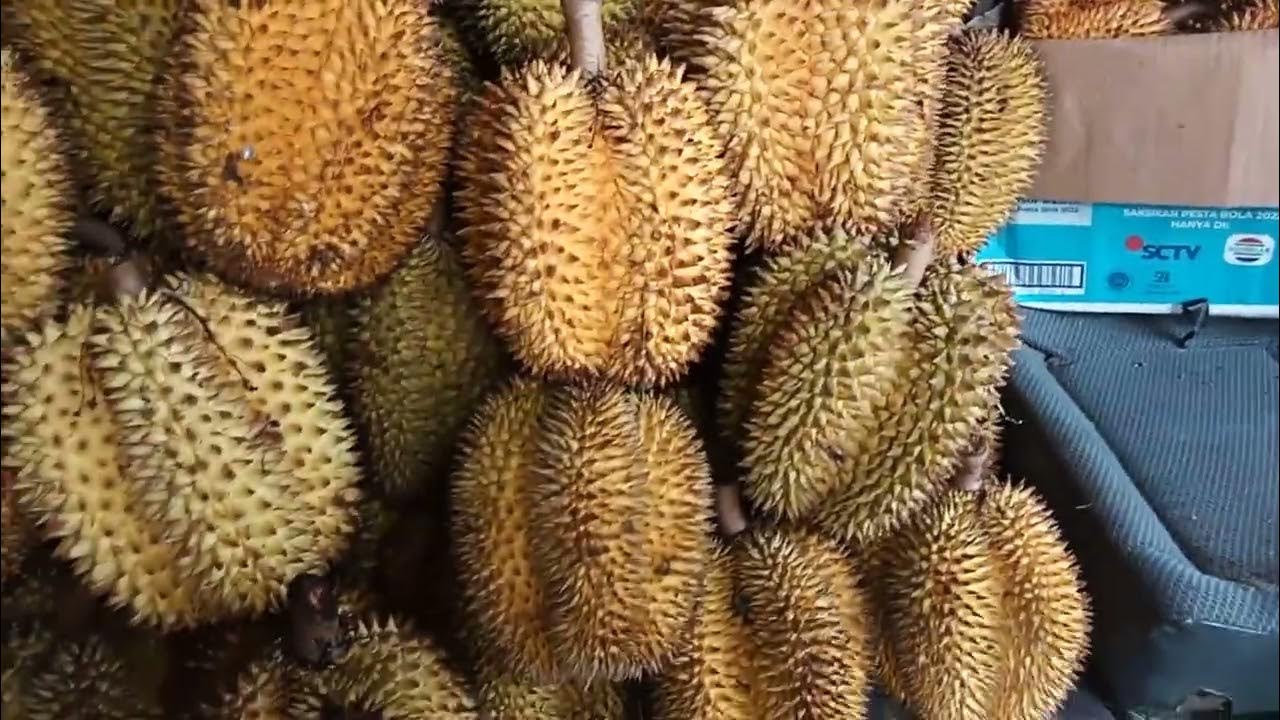 buah elay jombo kaltim - YouTube