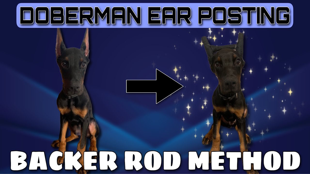 HOW I POST MY DOBERMANS EARS (backer rod method) - YouTube