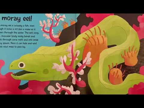Ocean Animals from Head to Tail by Stacey Roderick - YouTube
