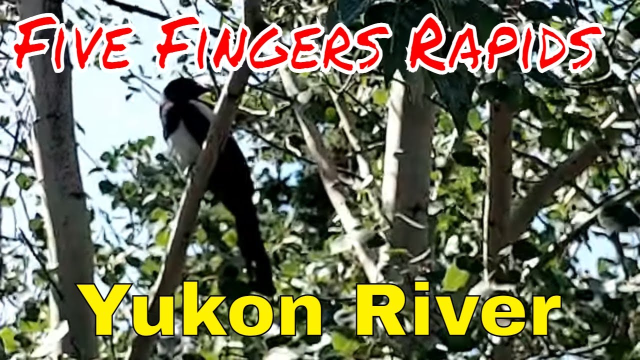Five Finger Rapids Yukon River - YouTube