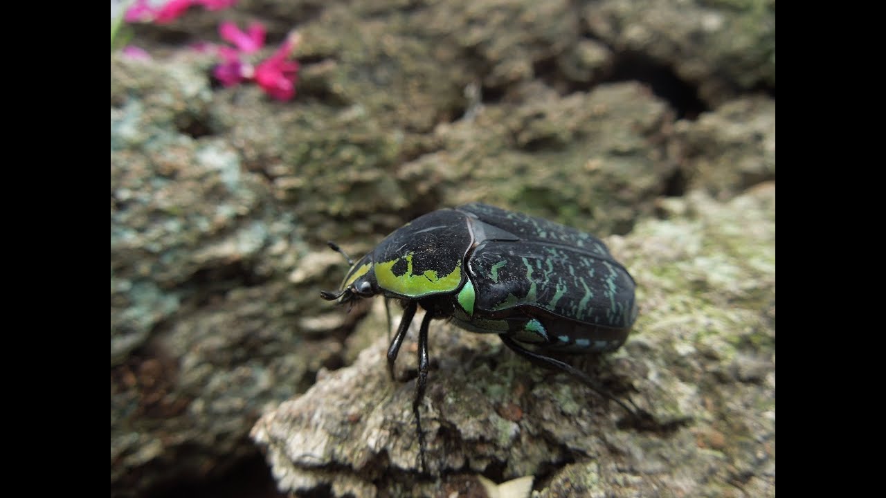 Euchroea coelestis - Flower Beetle / Rosenkäfer - YouTube
