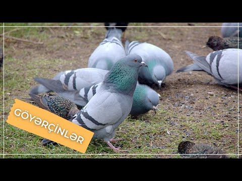 GÖYƏRÇİNLƏR HAQQINDA BİLMƏDİKLƏRİNİZ