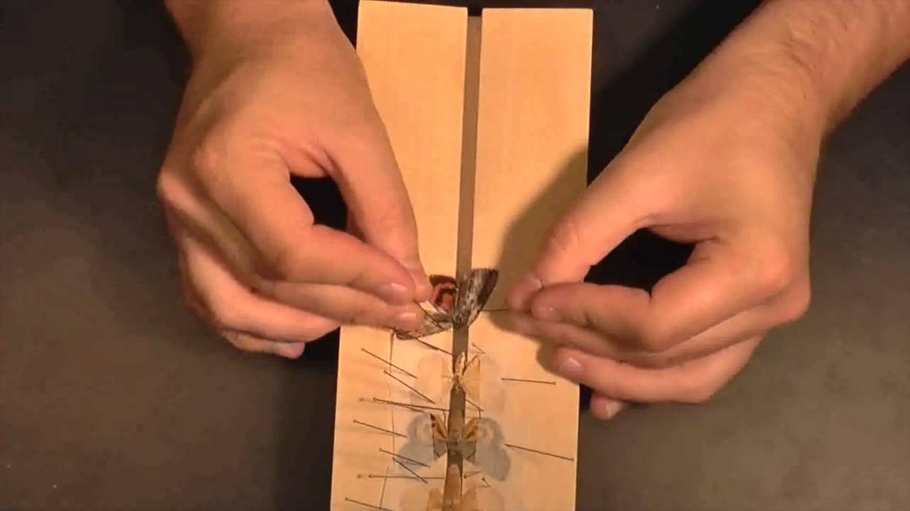 Moth collecting and preservation part 3 - YouTube