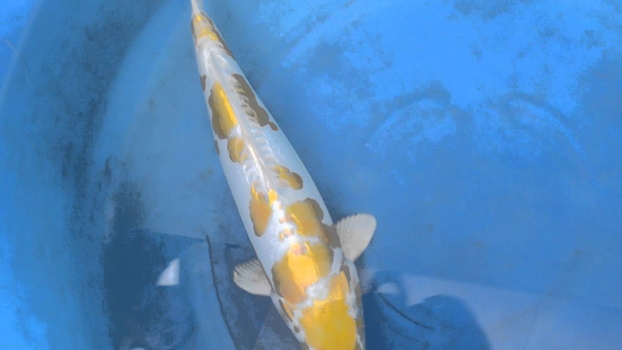 Kodama Koi, Lemon Hariwake m1021ya005 - YouTube