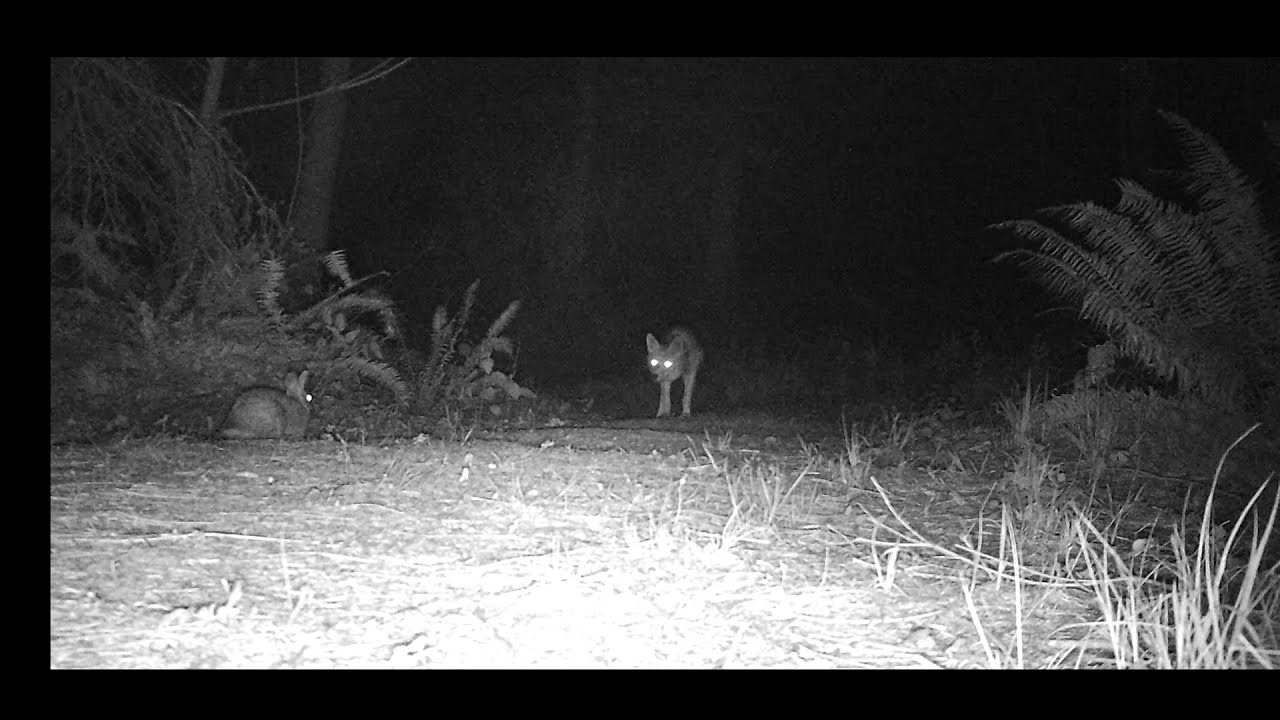 The Coyote and the Rabbit - YouTube