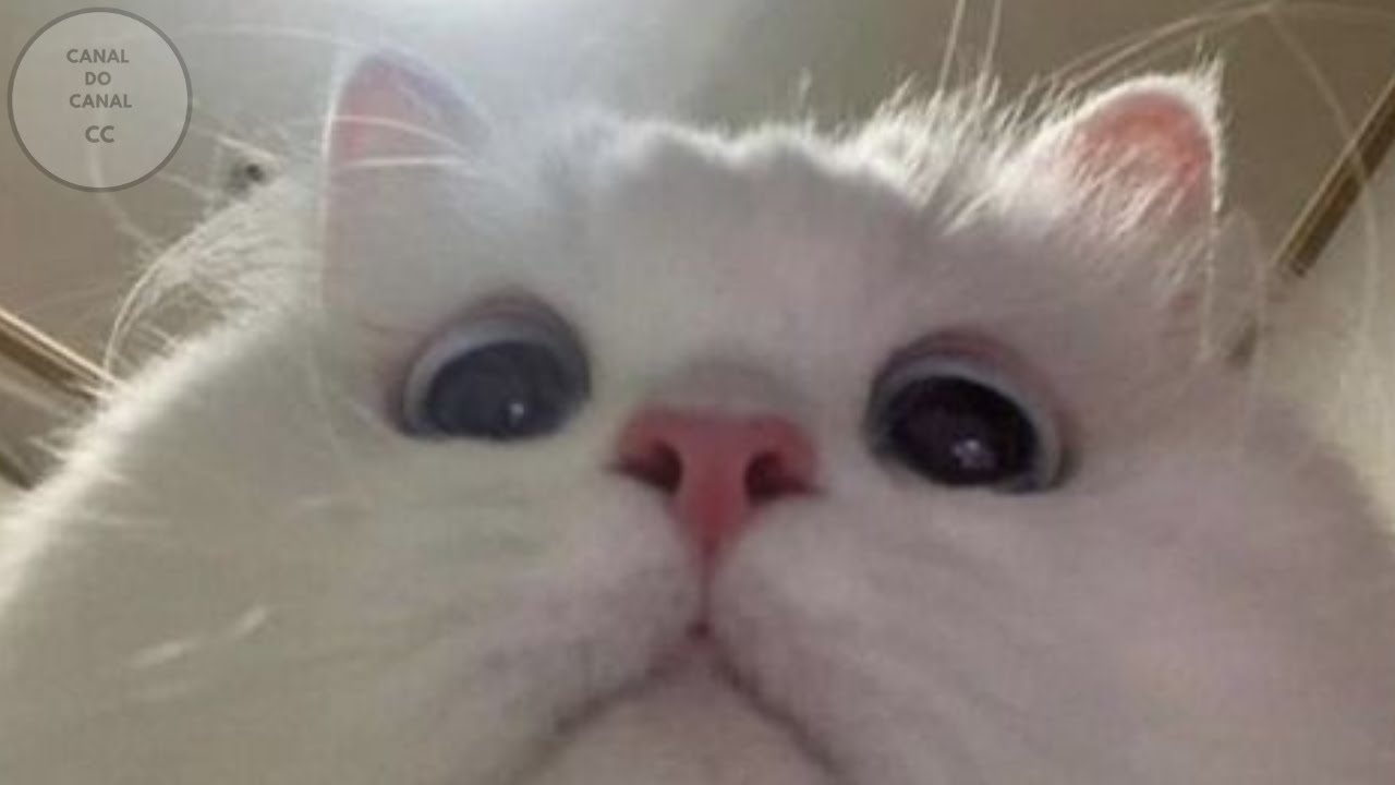 😹 Gifs de Gatos Mais Fofos e Engraçados😍😻😹-Edits📝🎞 - YouTube