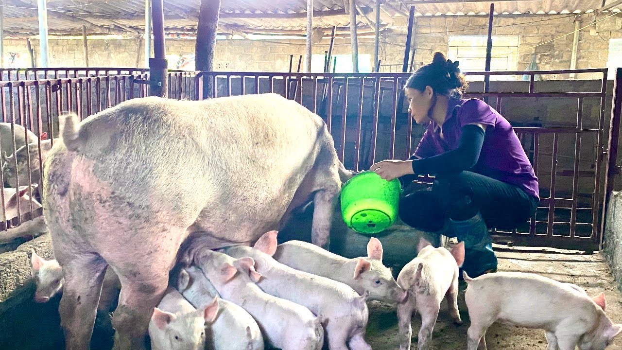 clean the grass to grow vegetables for pigs to eat - YouTube