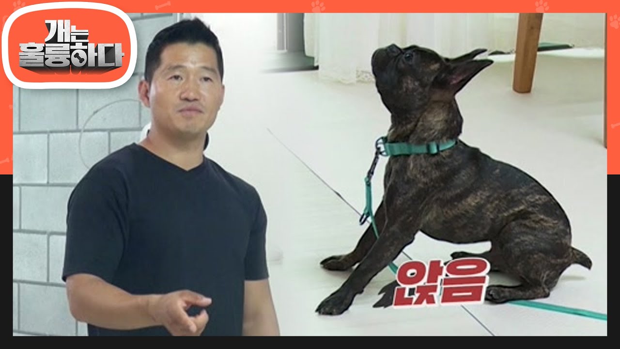‘블로킹’의 교과서! 개.알.못 보호자들에 통제 훈련하는 강 훈련사 [개는 훌륭하다/Dogs Are Incredible ...