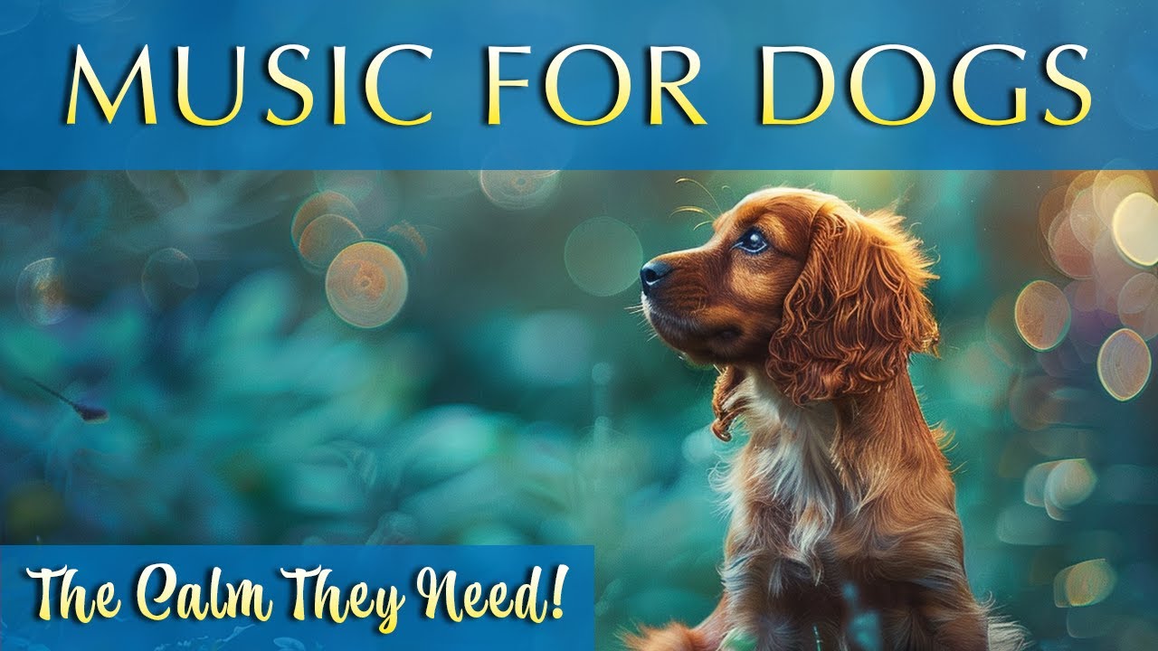 Music Therapy for Hyperactive Dogs 🐕 Keep Them Calm! - YouTube