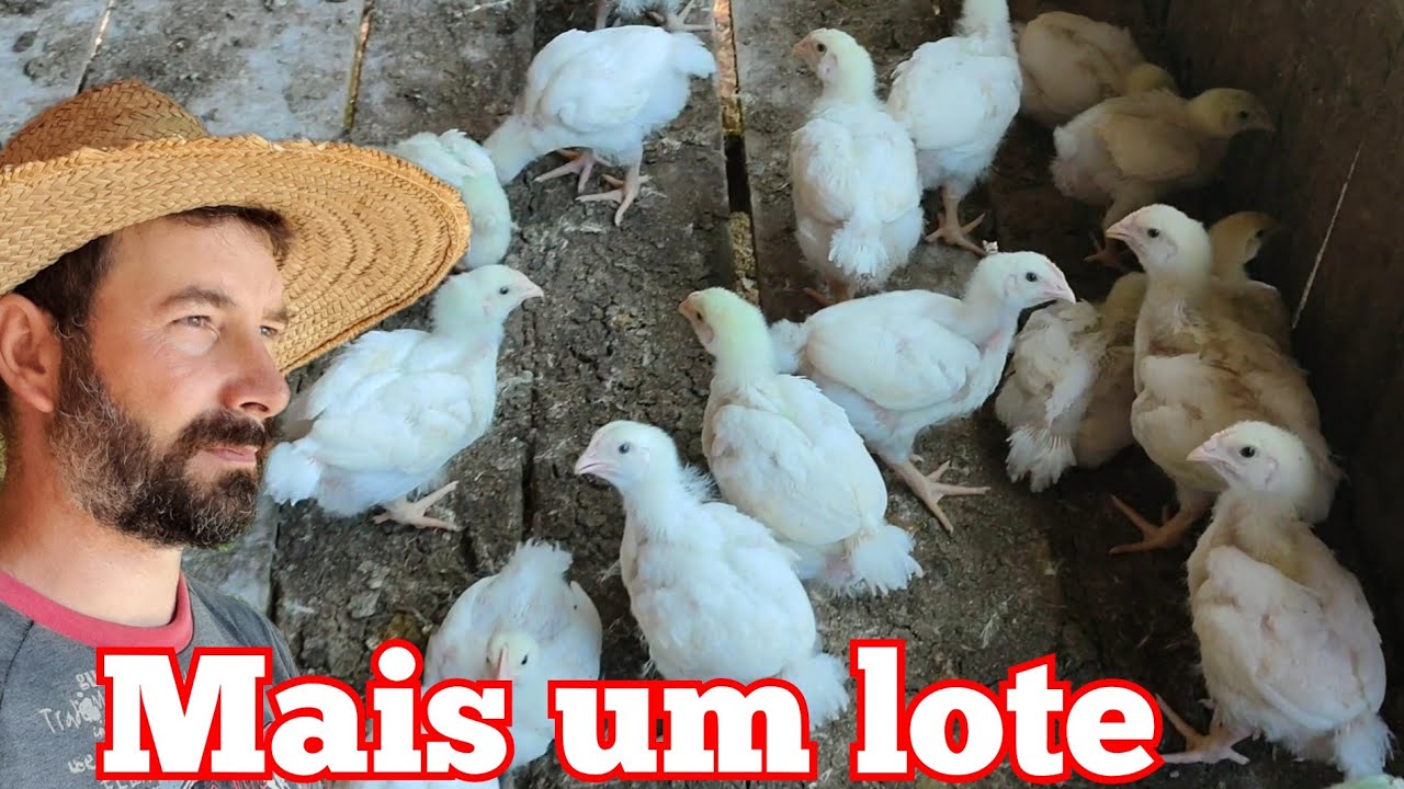 Vamos começar de novo com mais um lote de frango caipira. Frango de ...